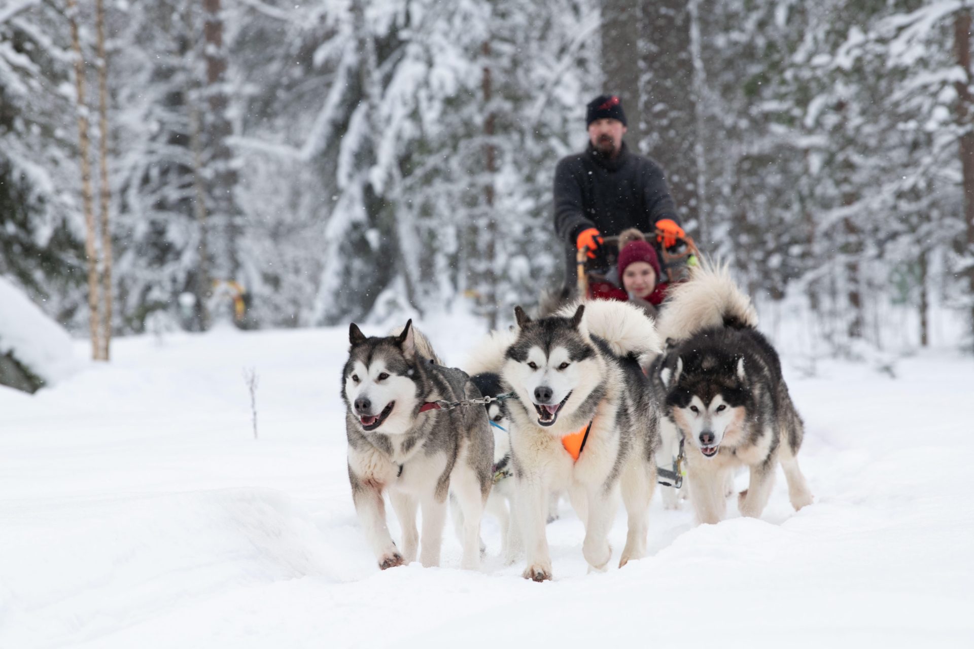 Koiravaljakkoajelut | Taiga Activities
