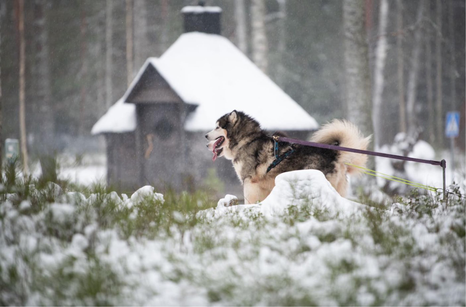 Dog Sledding Safaris | Taiga Activities